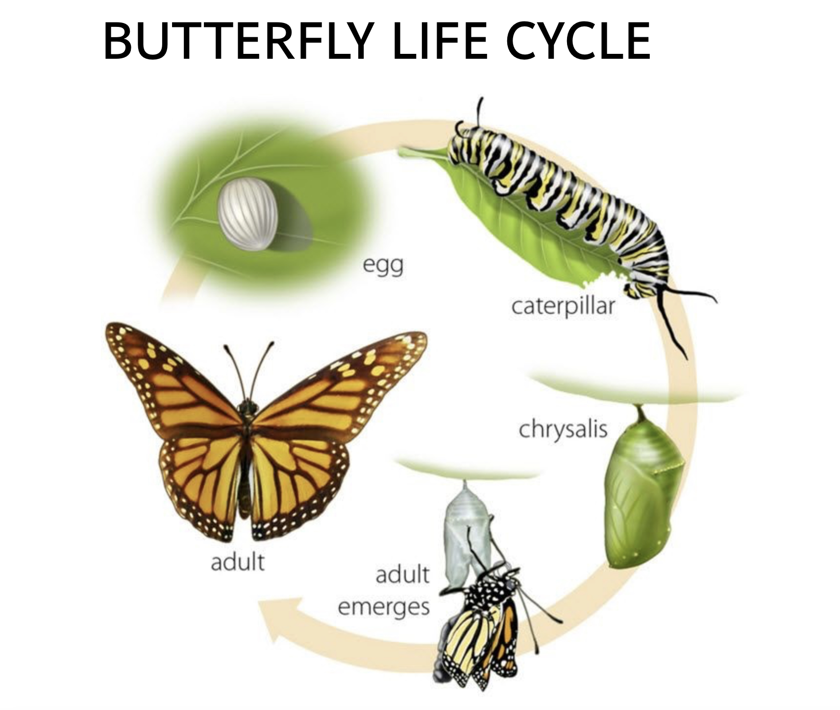 Monarch caterpillar to chrysalis – Monarchs Are Amazing Creatures