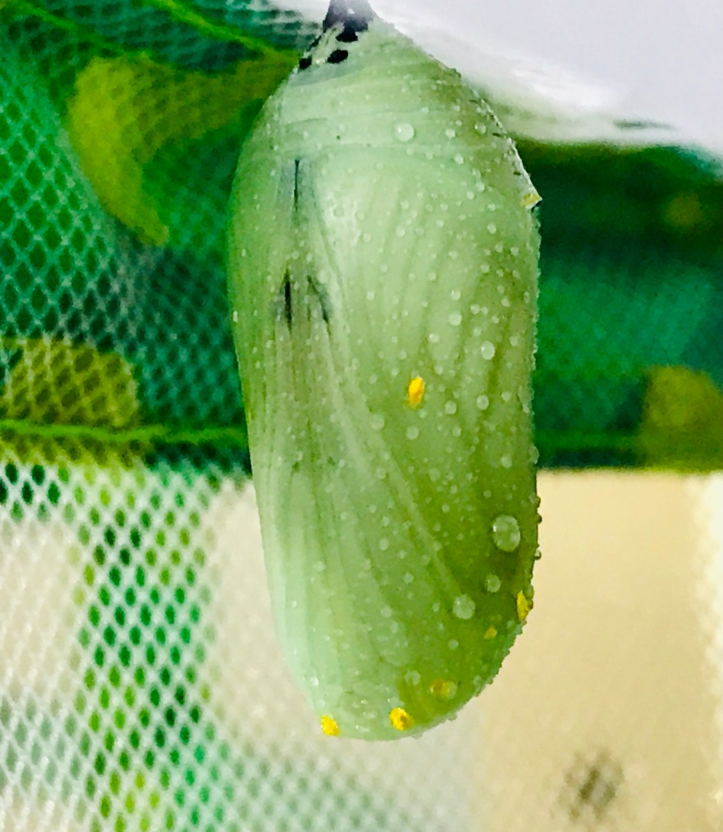 Monarch caterpillar to chrysalis – MissManaged.Money (and other matters)
